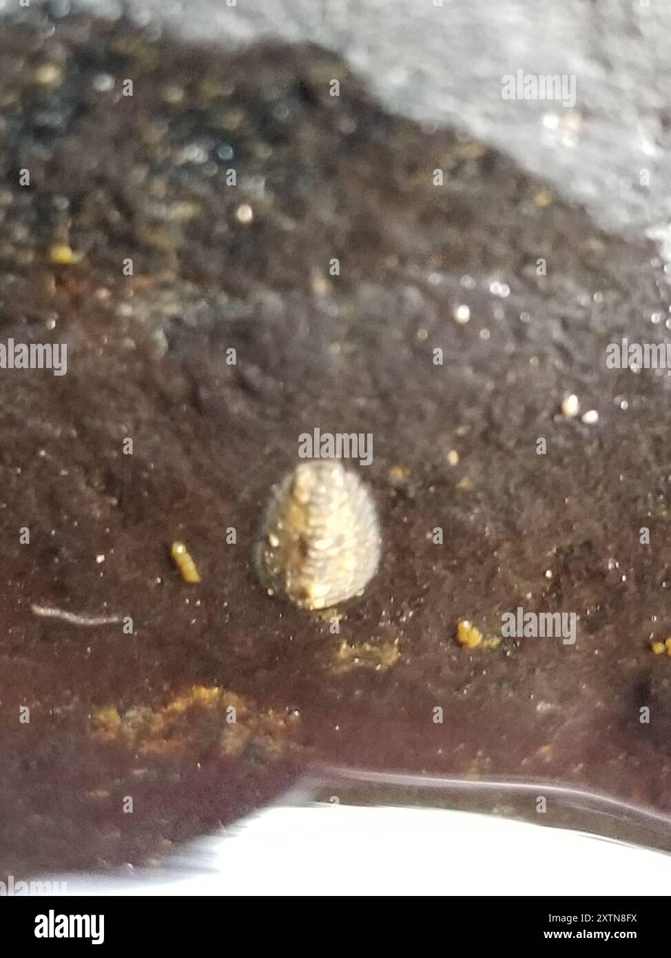 Water Penny Beetles (Psephenidae) Insecta Stock Photo - Alamy