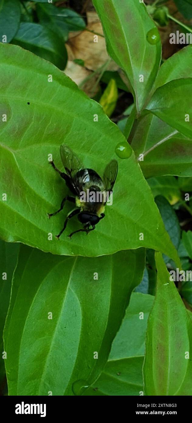 Mallota hi-res stock photography and images - Alamy