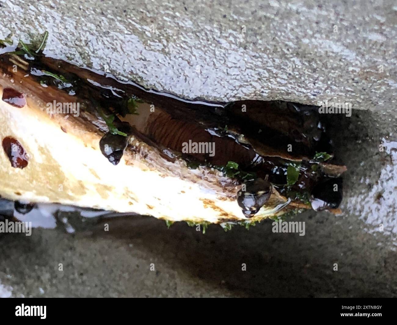 Scale-sided Piddock (Parapholas californica) Mollusca Stock Photo - Alamy