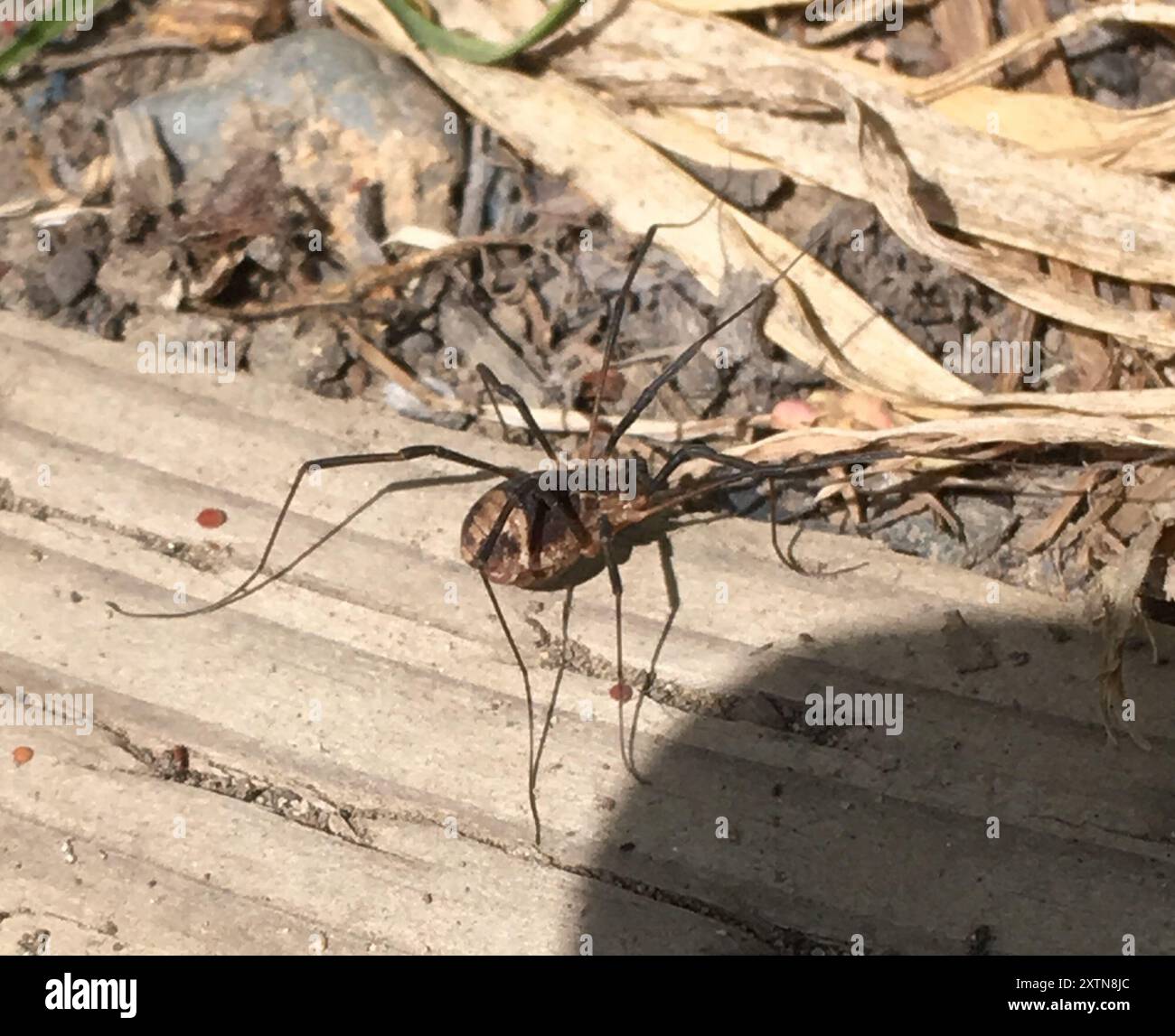 Protolophus hi-res stock photography and images - Alamy