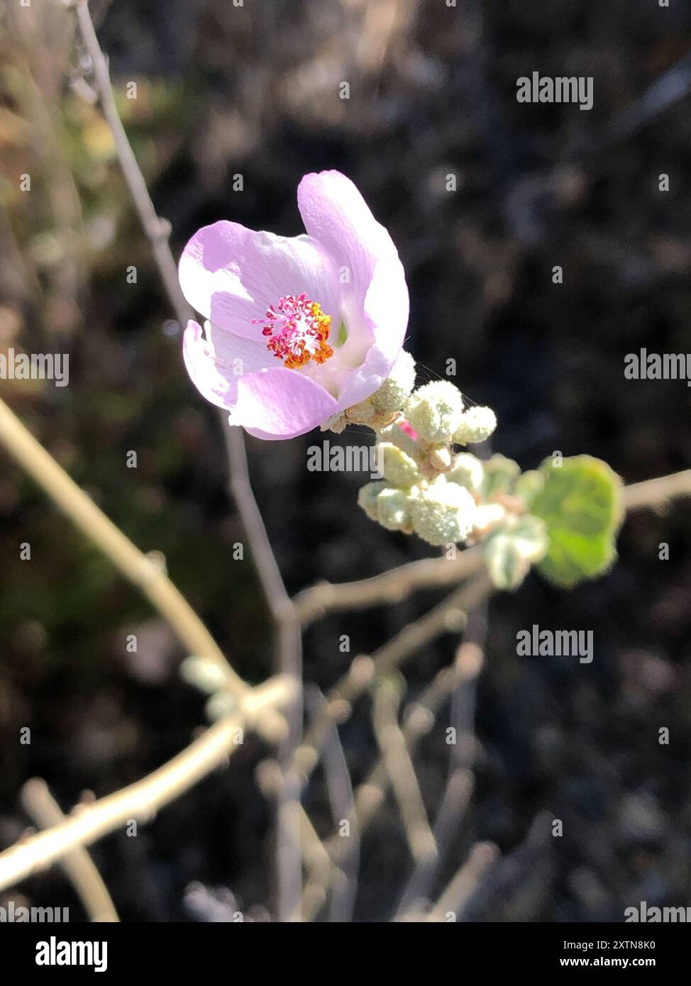 southern coastal bushmallow (Malacothamnus fasciculatus) Plantae Stock ...