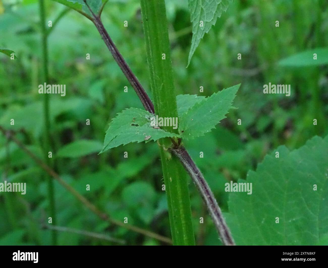 late figwort (Scrophularia marilandica) Plantae Stock Photo - Alamy