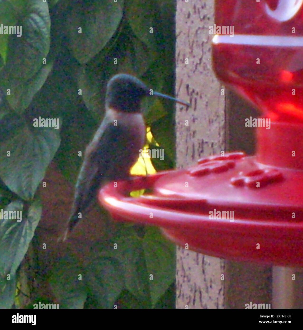 Ruby-throated Hummingbird (Archilochus colubris) Aves Stock Photo - Alamy