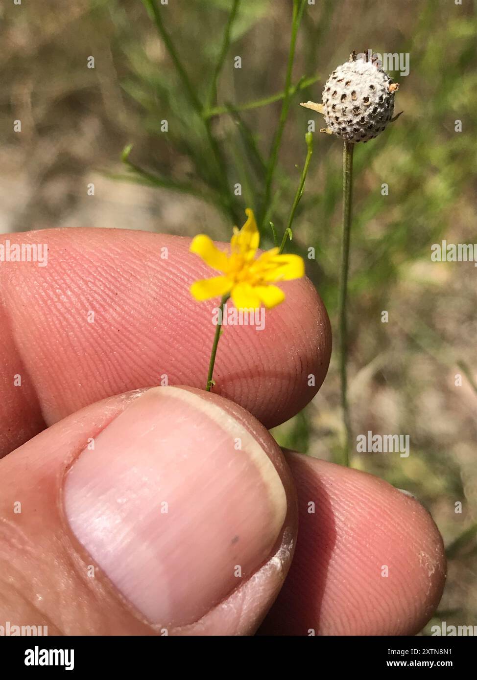 prairie broomweed (Amphiachyris dracunculoides) Plantae Stock Photo - Alamy