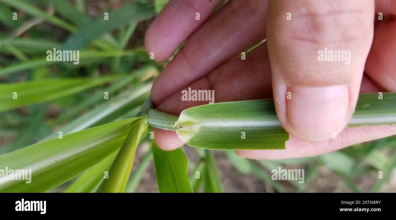 Johnson grass (Sorghum halepense) Plantae Stock Photo - Alamy