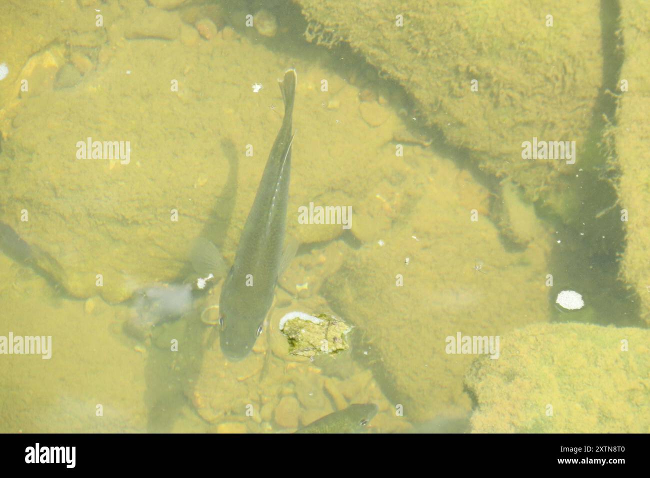 Common Sunfishes (Lepomis) Actinopterygii Stock Photo - Alamy