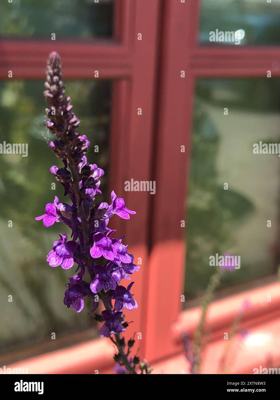 Purple Toadflax (Linaria purpurea) Plantae Stock Photo - Alamy