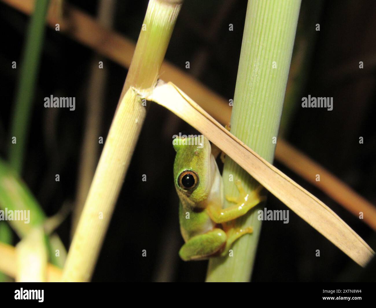 Tinker Reed Frog (Hyperolius tuberilinguis) Amphibia Stock Photo - Alamy