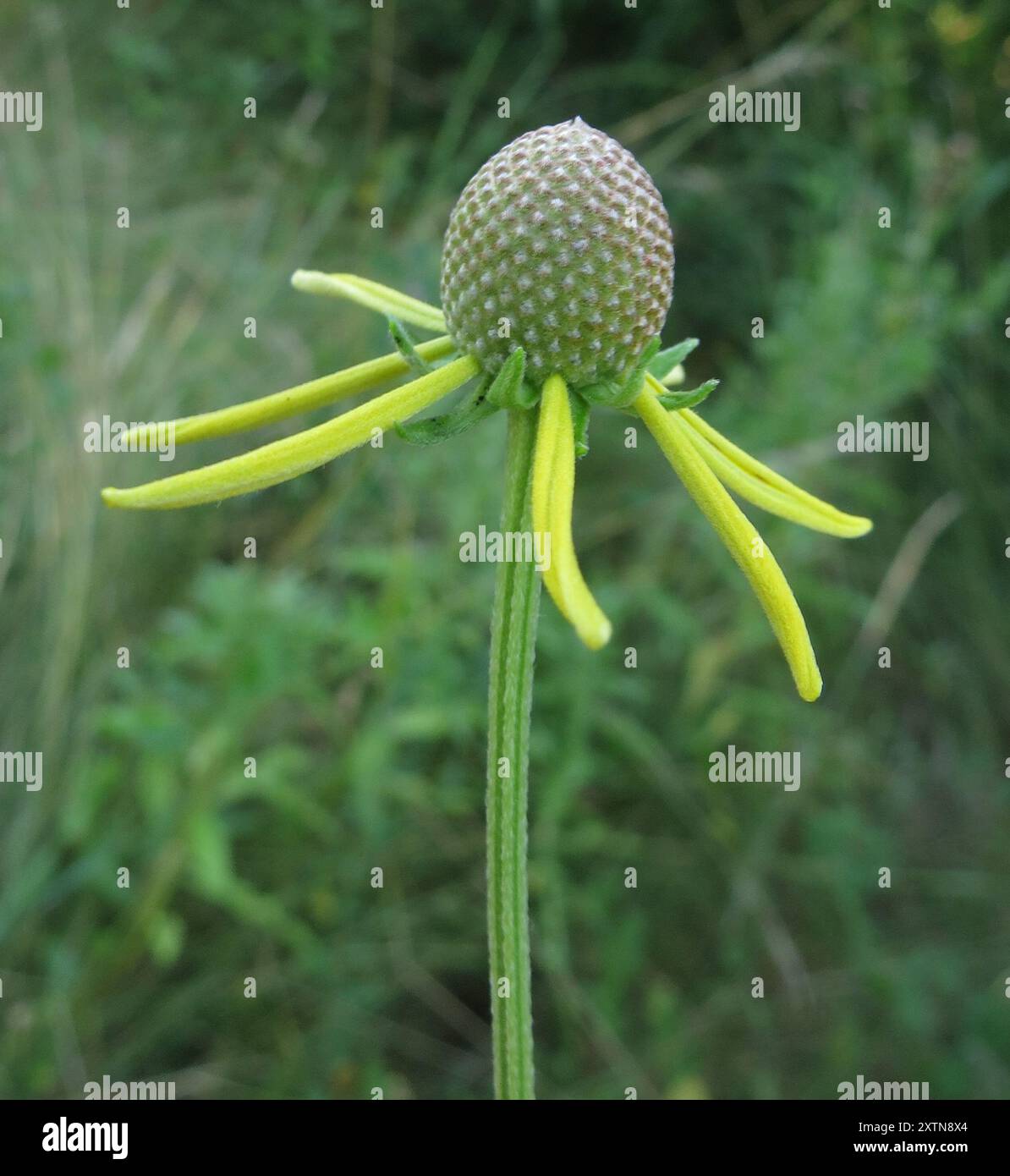 grey-headed coneflower (Ratibida pinnata) Plantae Stock Photo - Alamy