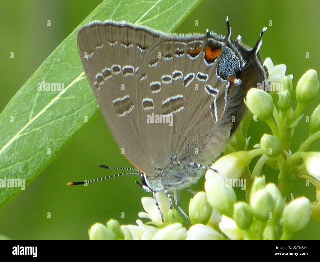 Satyrium edwardsii hi-res stock photography and images - Alamy