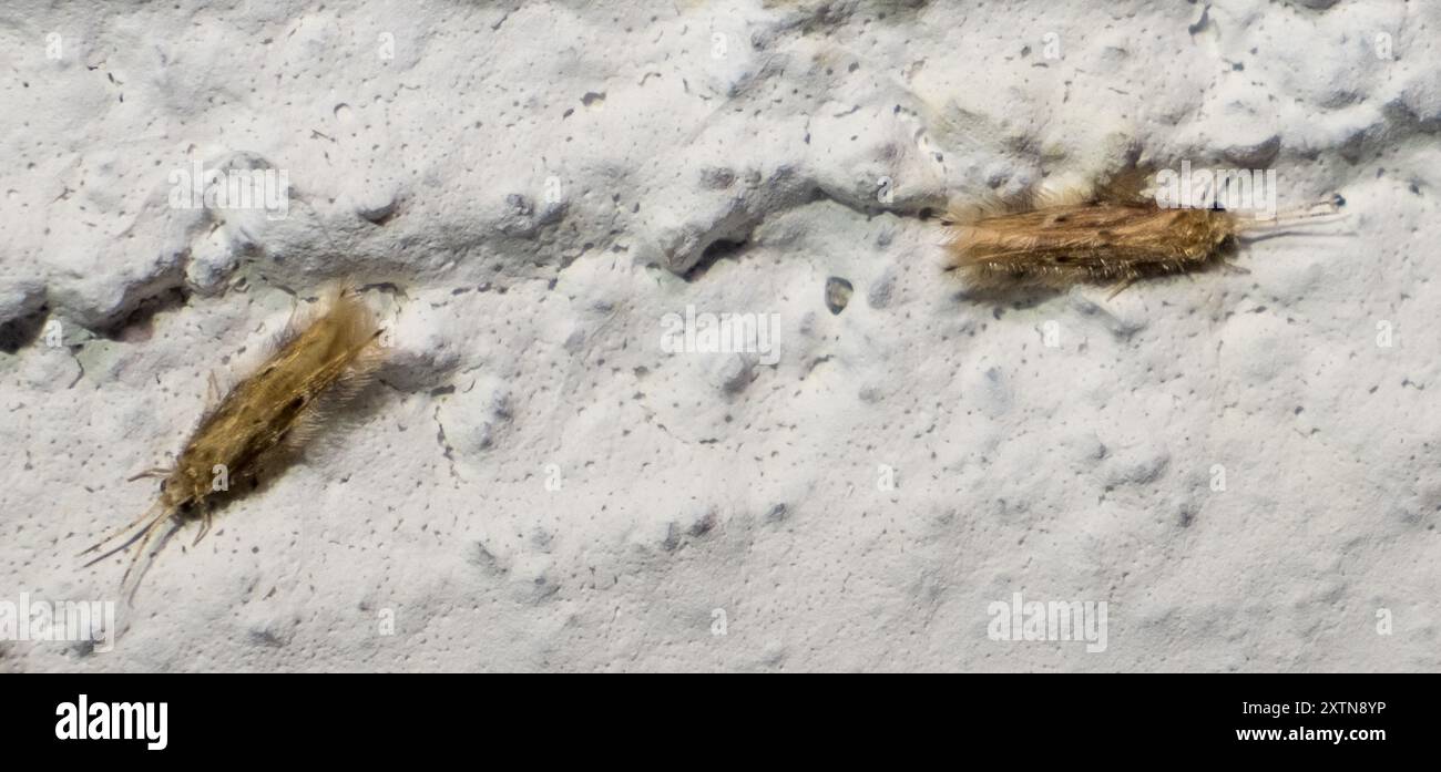 Microcaddisflies (Hydroptilidae) Insecta Stock Photo - Alamy
