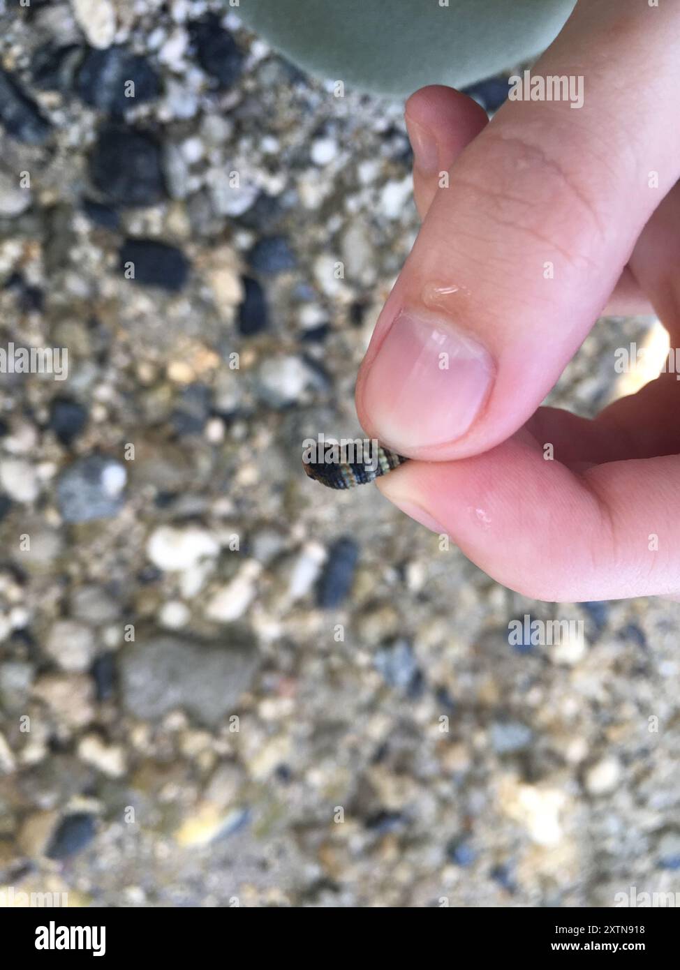 West Indian False Cerith (Lampanella minima) Mollusca Stock Photo - Alamy