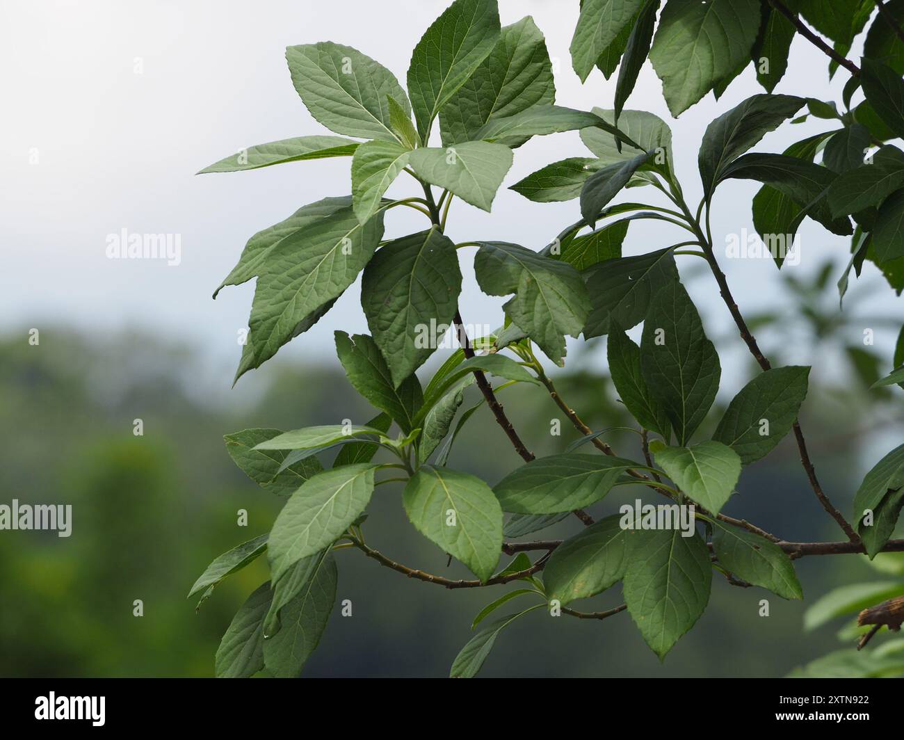 River Bittertea (Gymnanthemum amygdalinum) Plantae Stock Photo - Alamy