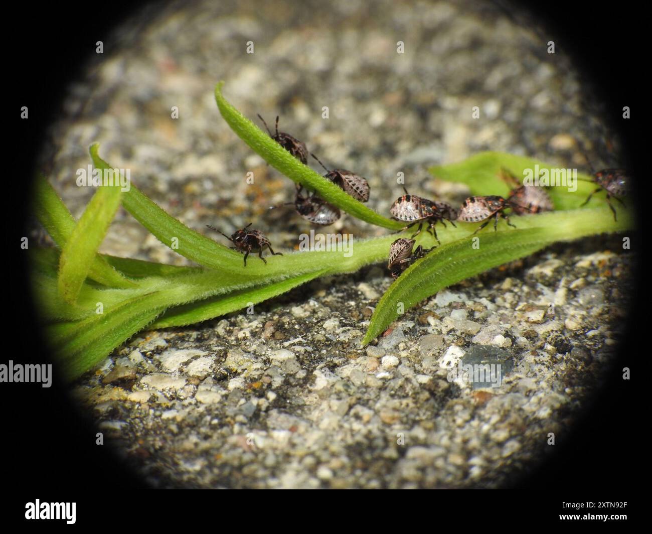 Rough Stink Bugs (Brochymena) Insecta Stock Photo - Alamy
