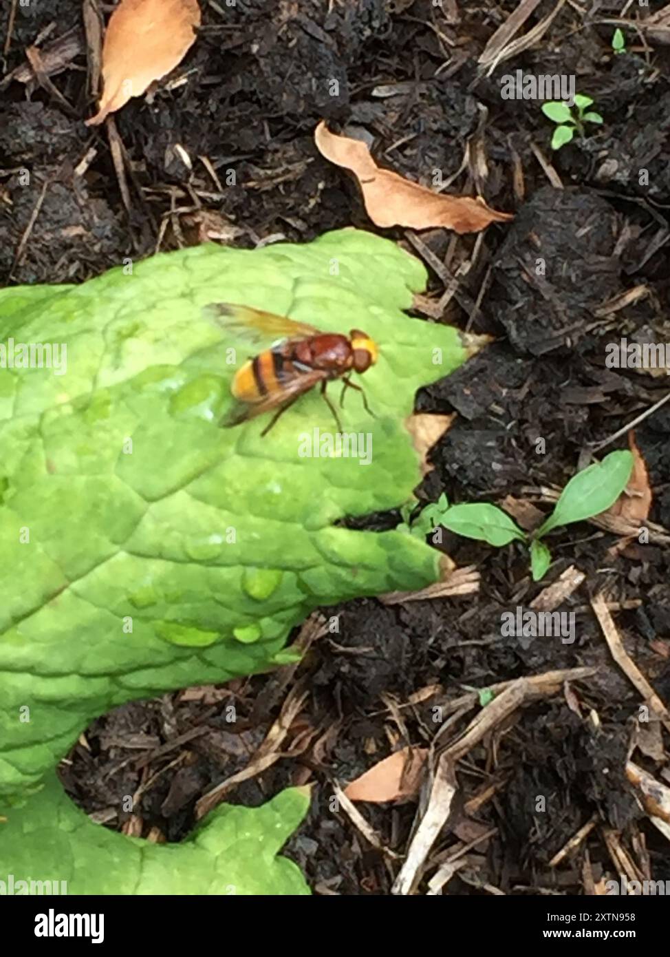 Hornet Mimic Hover Fly (Volucella zonaria) Insecta Stock Photo - Alamy