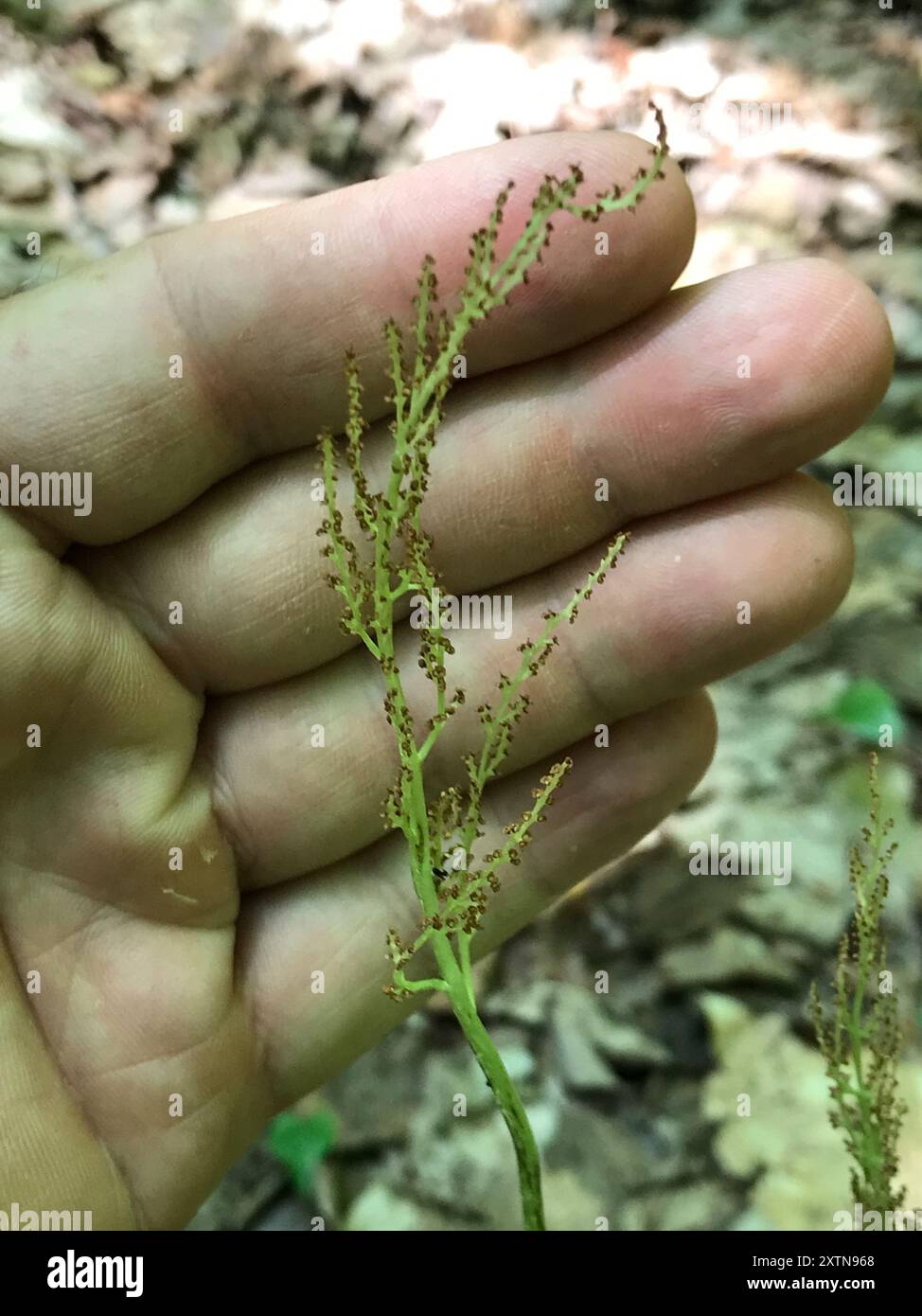 rattlesnake fern (Botrypus virginianus) Plantae Stock Photo - Alamy
