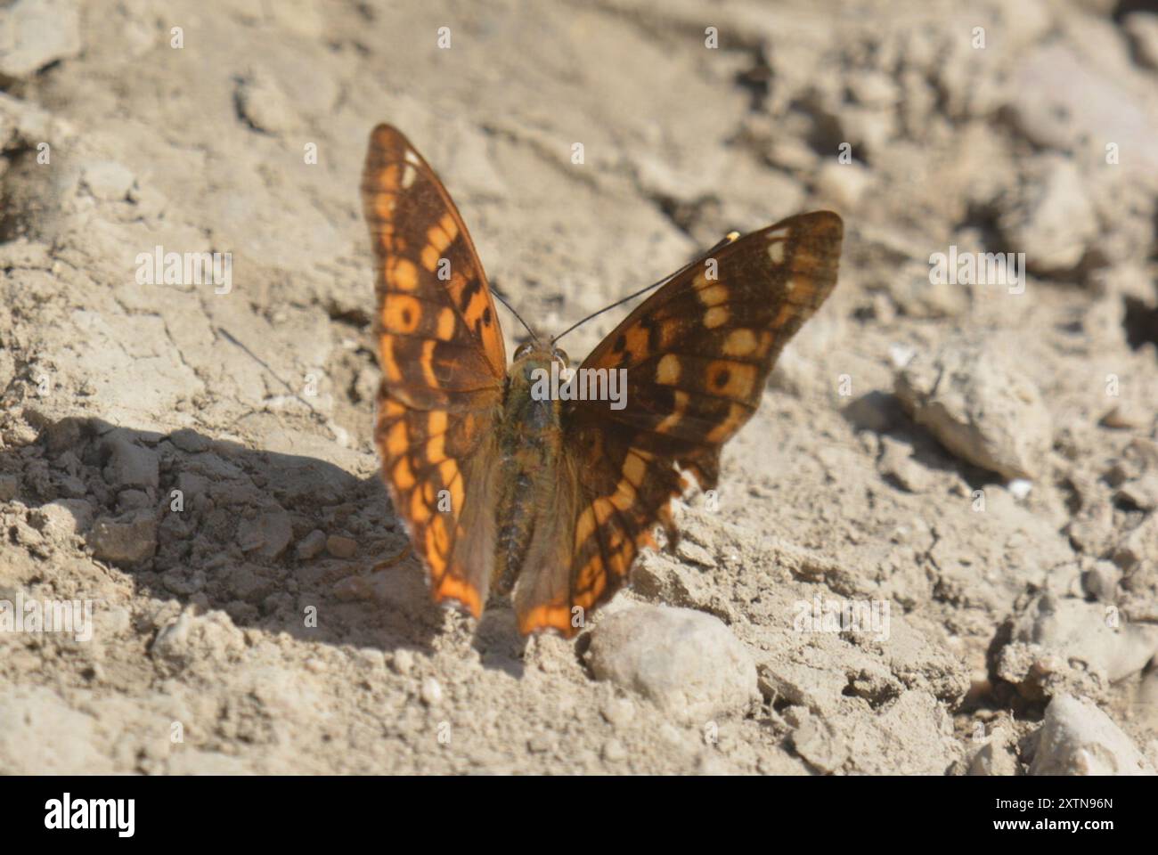 Freyer's Purple Emperor (Apatura metis) Insecta Stock Photo - Alamy