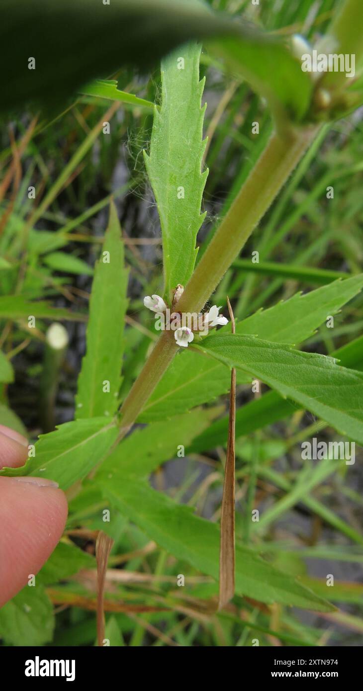 northern bugleweed (Lycopus uniflorus) Plantae Stock Photo - Alamy
