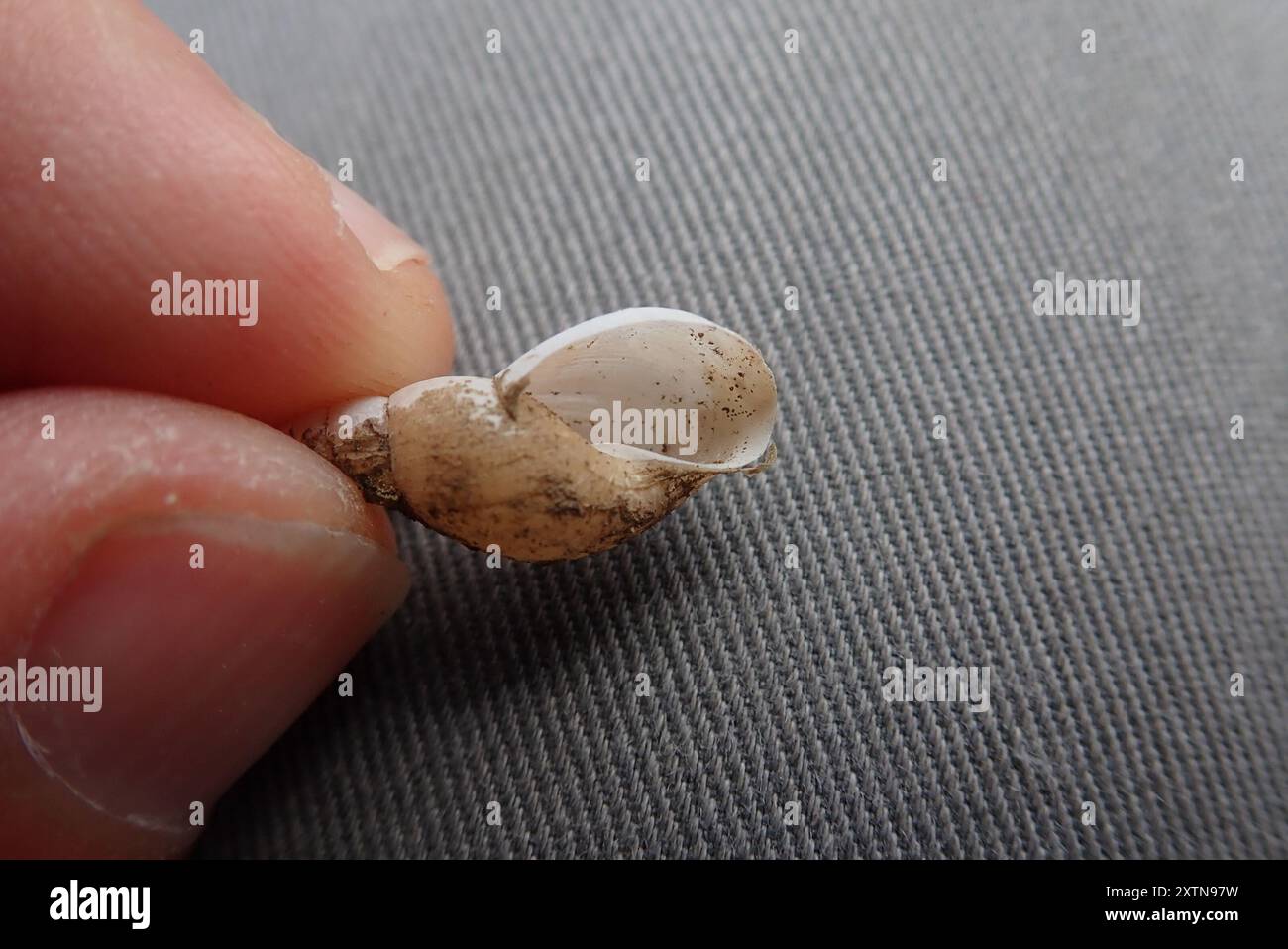 Pond Snails, Bladder Snails, and Allies (Lymnaeoidea) Mollusca Stock ...