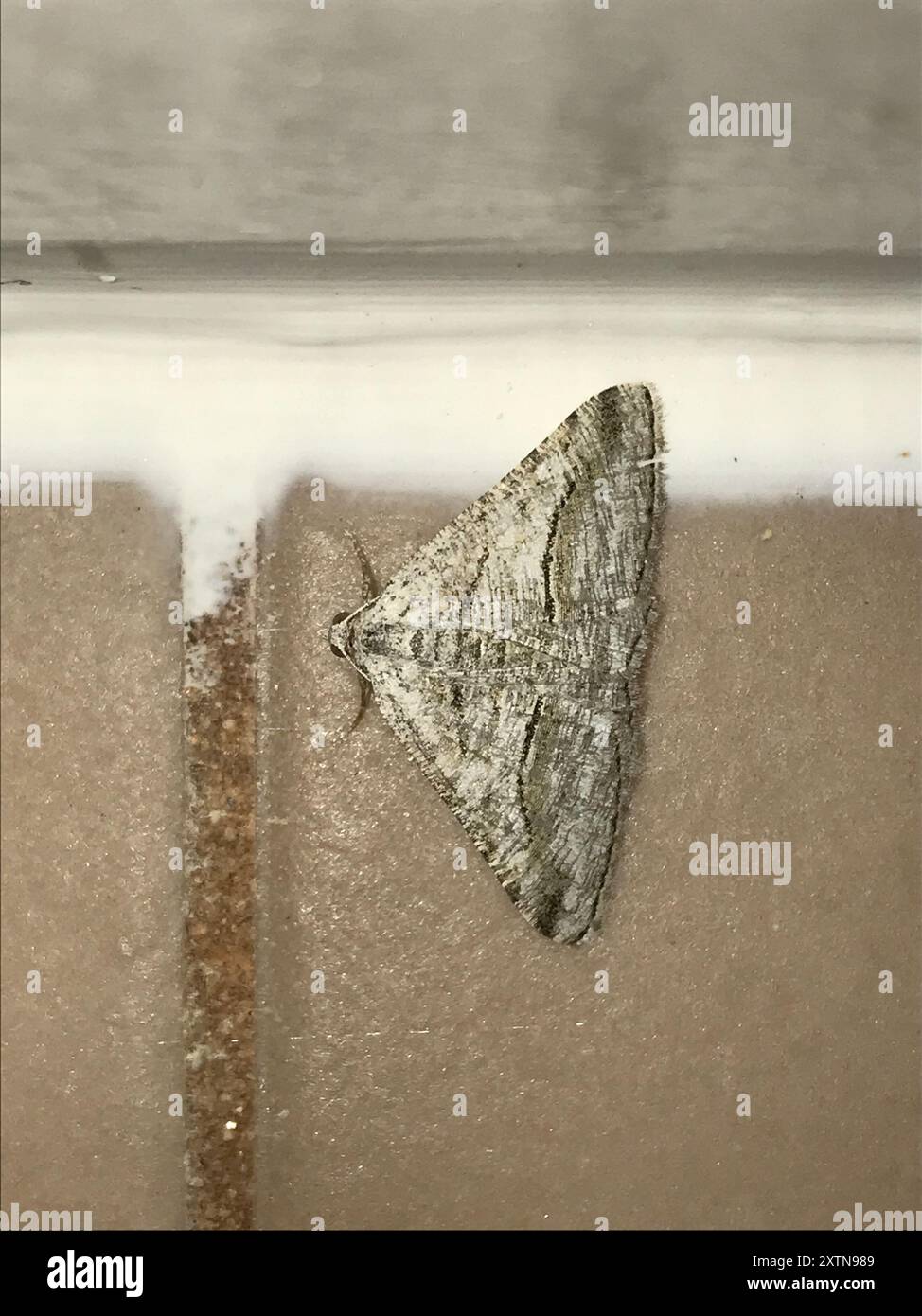 Angle Moths and Allies (Macariini) Insecta Stock Photo - Alamy