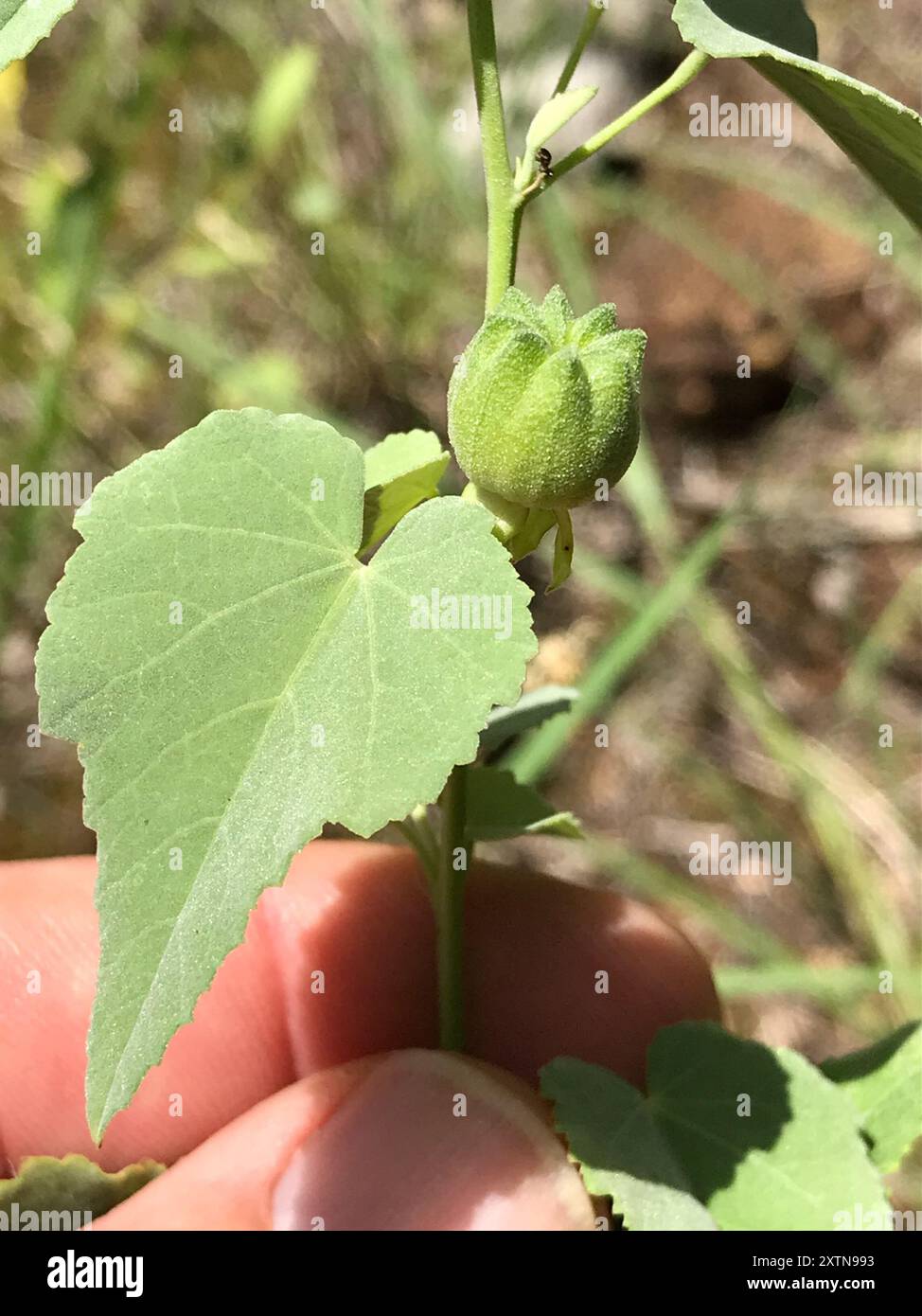 sweet Indian Mallow (Abutilon fruticosum) Plantae Stock Photo - Alamy