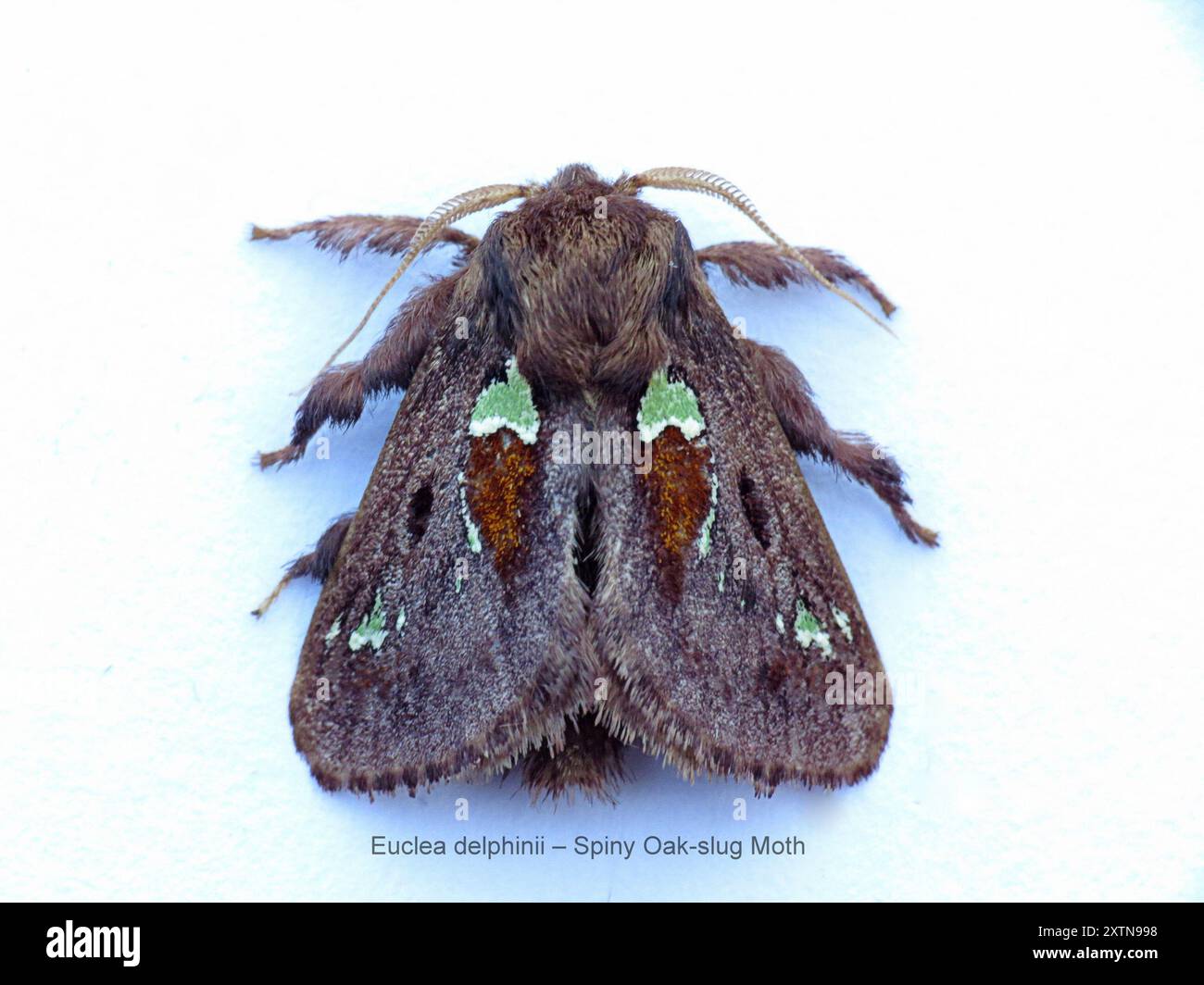 Spiny oak slug hi-res stock photography and images - Alamy