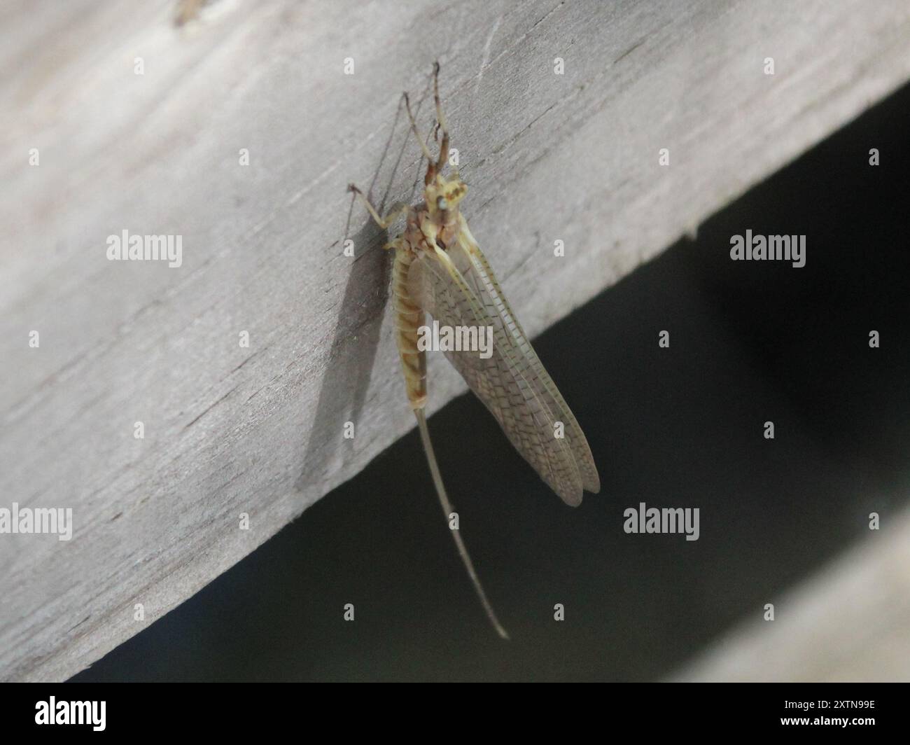 Giant Mayfly (Hexagenia limbata) Insecta Stock Photo - Alamy