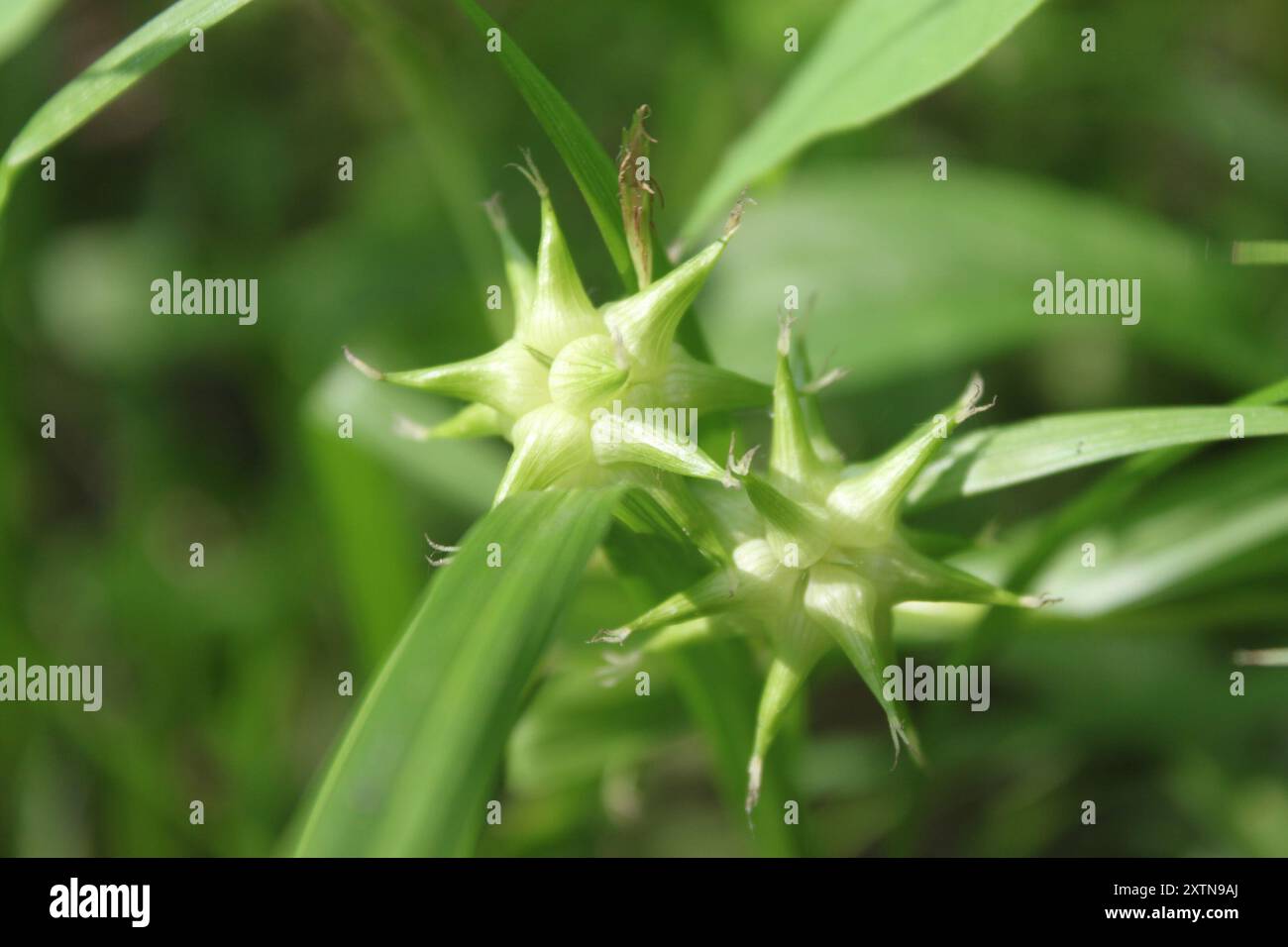 Gray's sedge (Carex grayi) Plantae Stock Photo - Alamy