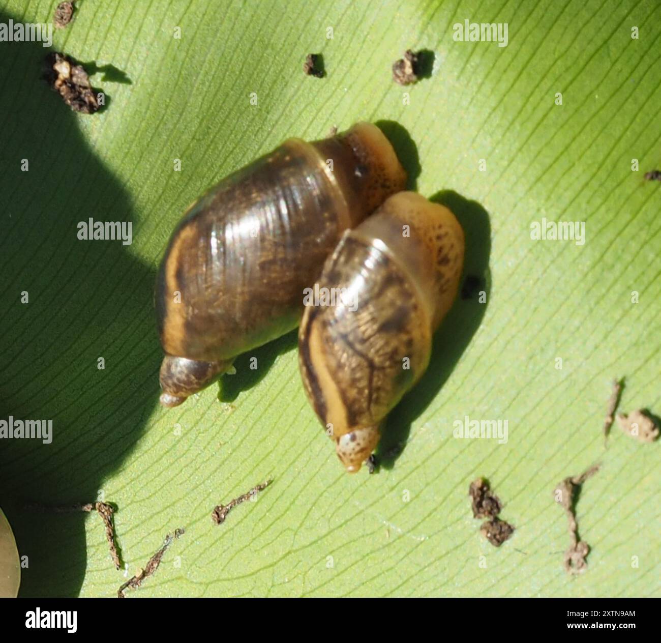 Amber Snails (Succineidae) Mollusca Stock Photo - Alamy