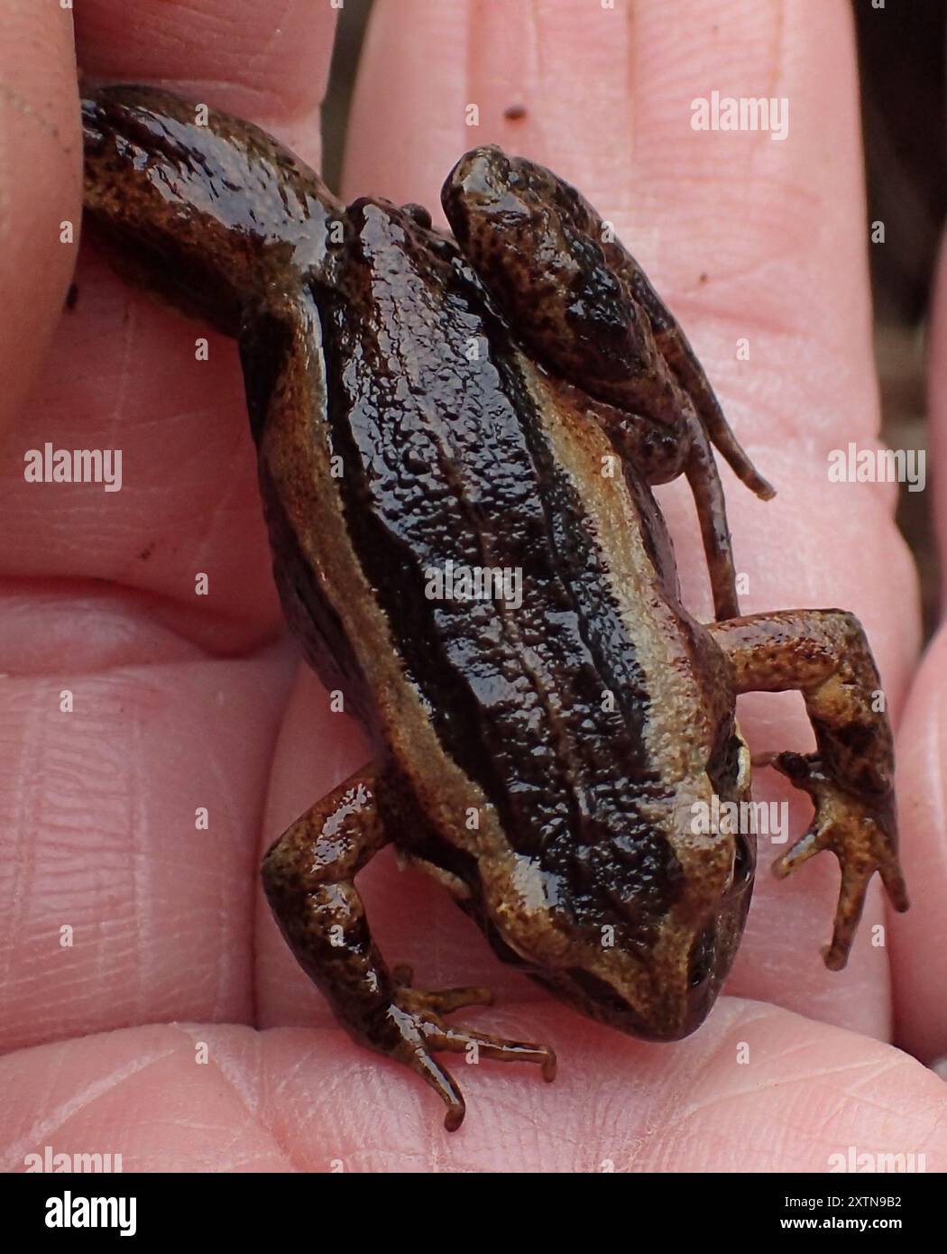 Common Eastern Froglet (Crinia signifera) Amphibia Stock Photo - Alamy