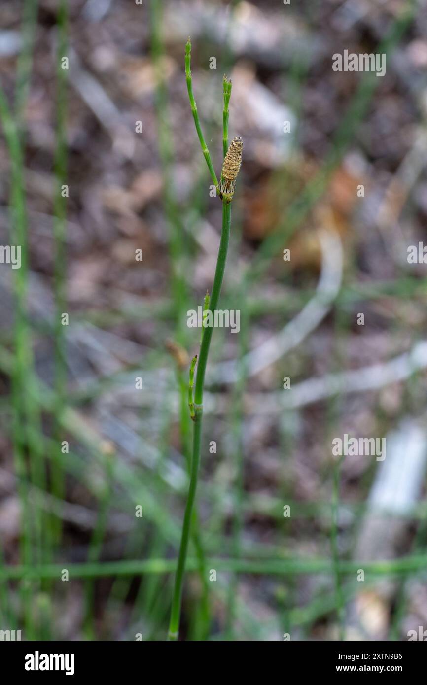 smooth horsetail (Equisetum laevigatum) Plantae Stock Photo - Alamy