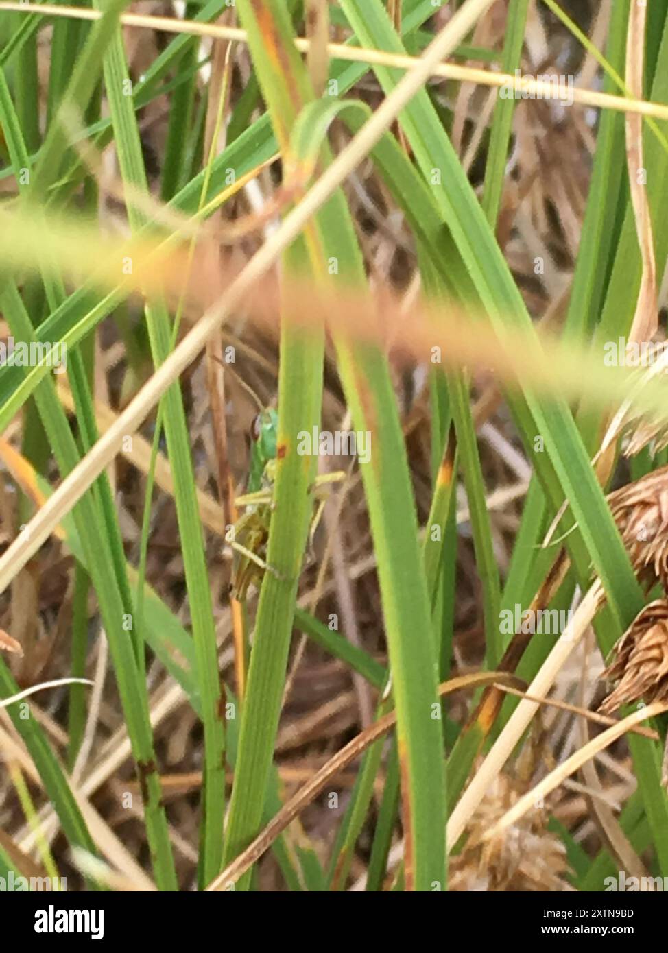 Meadow Grasshopper (Pseudochorthippus parallelus) Insecta Stock Photo ...
