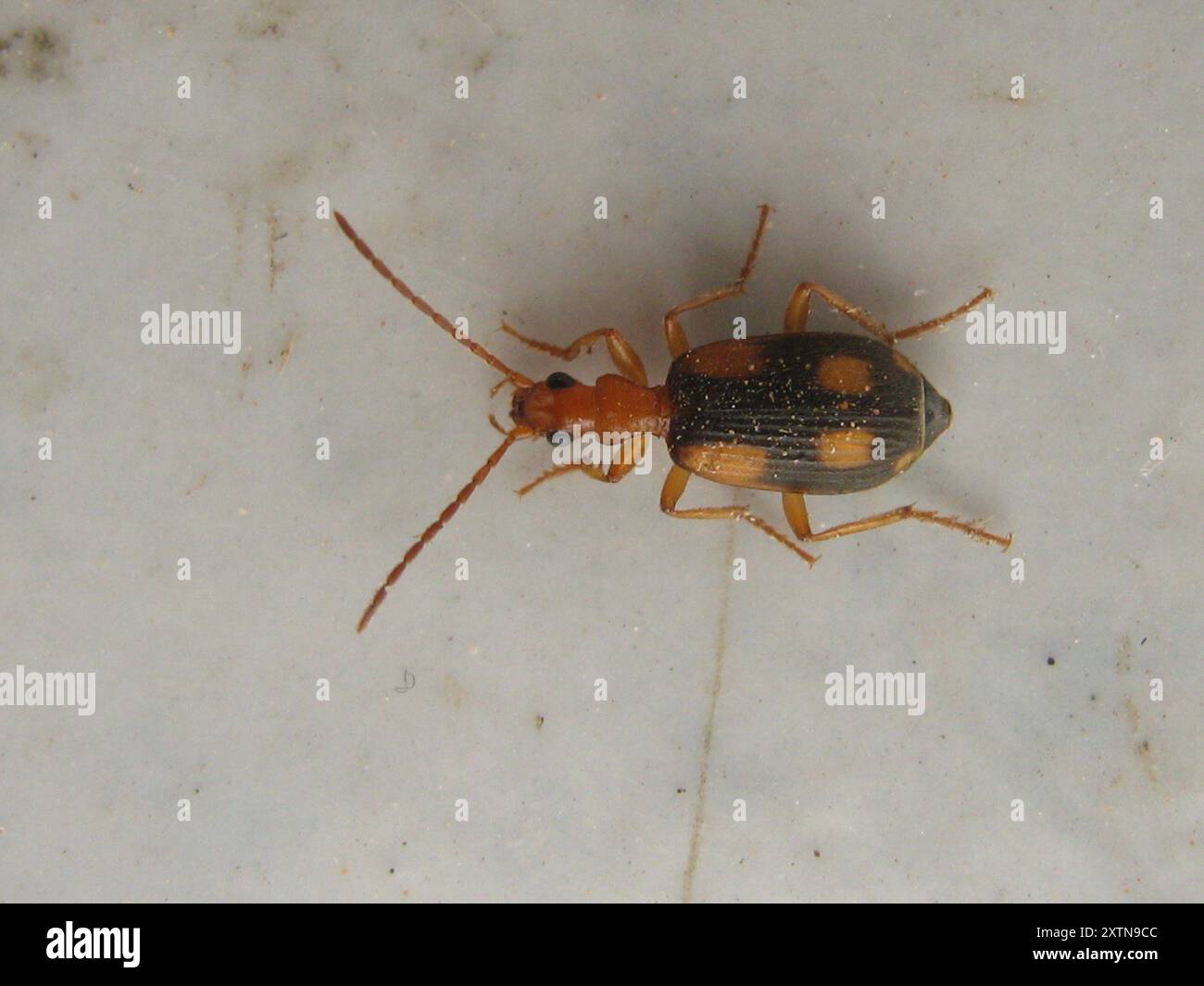 Bombardier Beetles (Brachinus) Insecta Stock Photo - Alamy