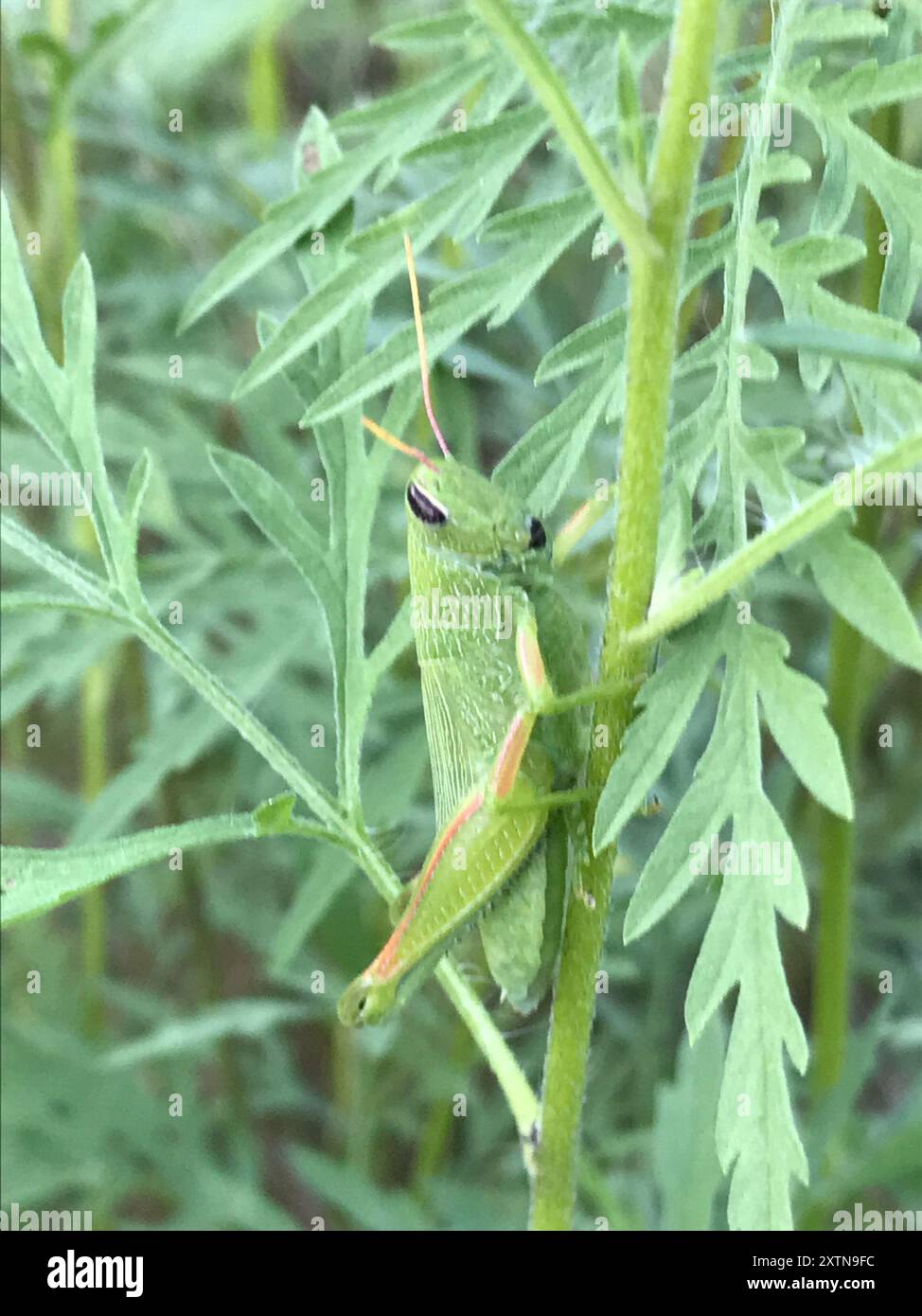 Short-horned Grasshoppers (Acrididae) Insecta Stock Photo - Alamy