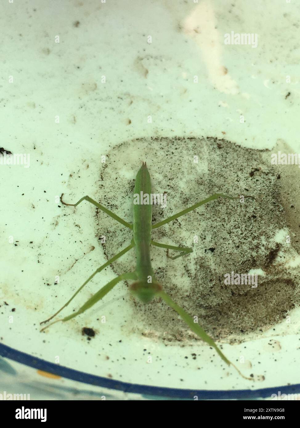 Chinese Mantis (Tenodera sinensis) Insecta Stock Photo - Alamy