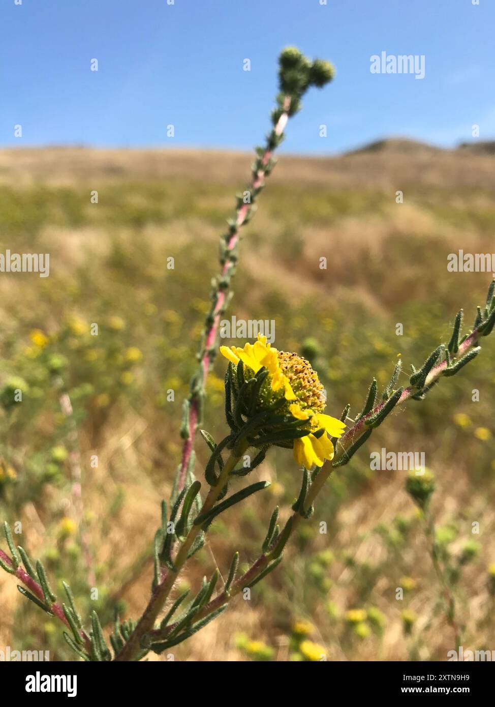 Santa Cruz tarplant (Holocarpha macradenia) Plantae Stock Photo - Alamy
