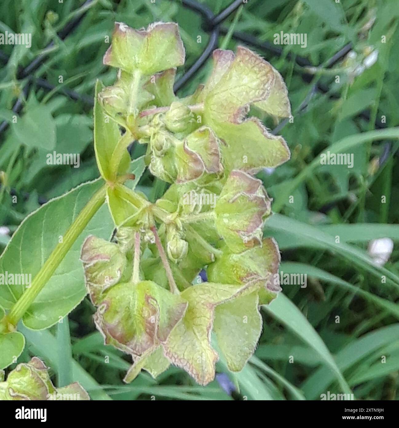 Wild Four o'Clock (Mirabilis nyctaginea) Plantae Stock Photo - Alamy