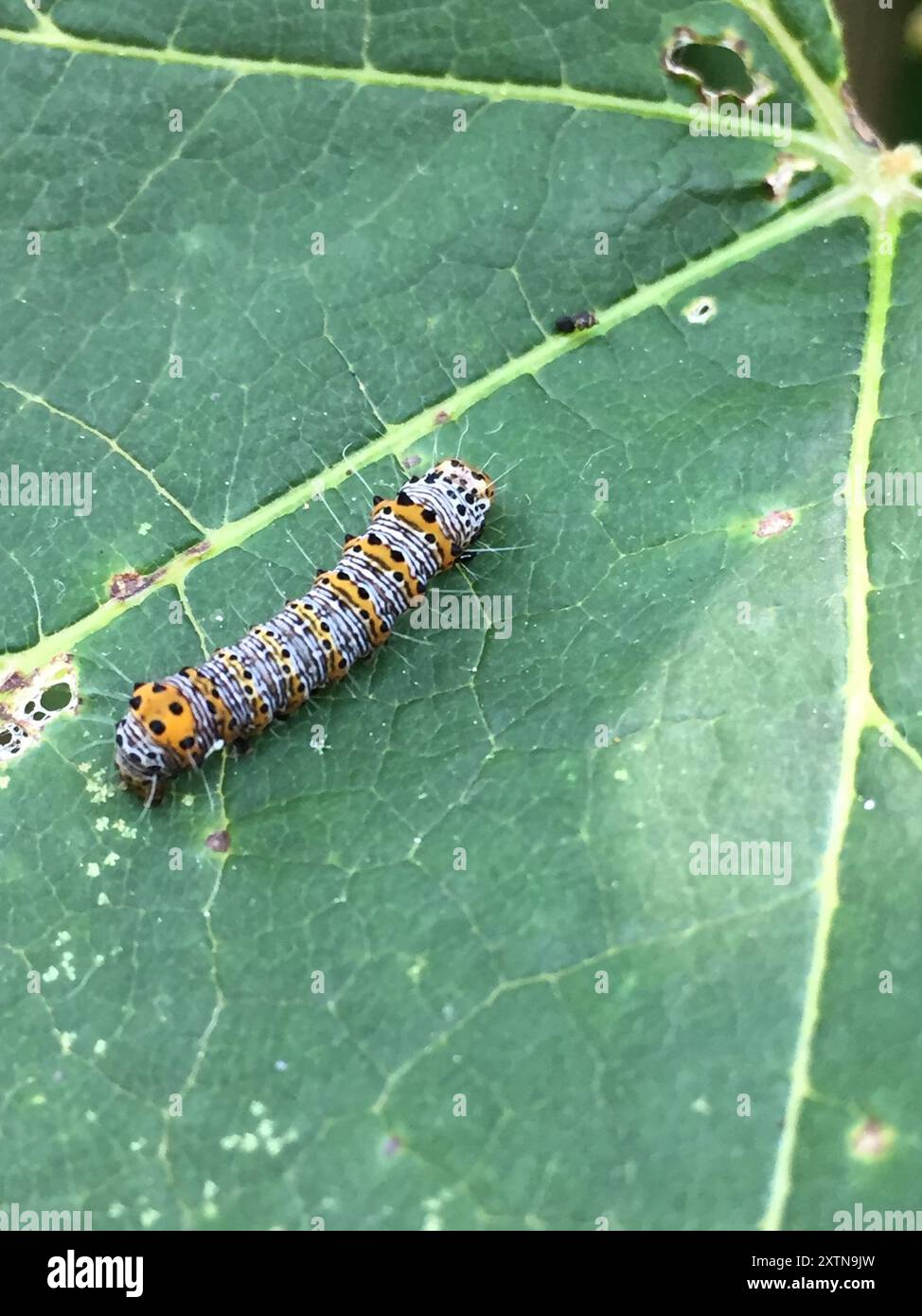 Eight-spotted Forester Moth (Alypia octomaculata) Insecta Stock Photo ...