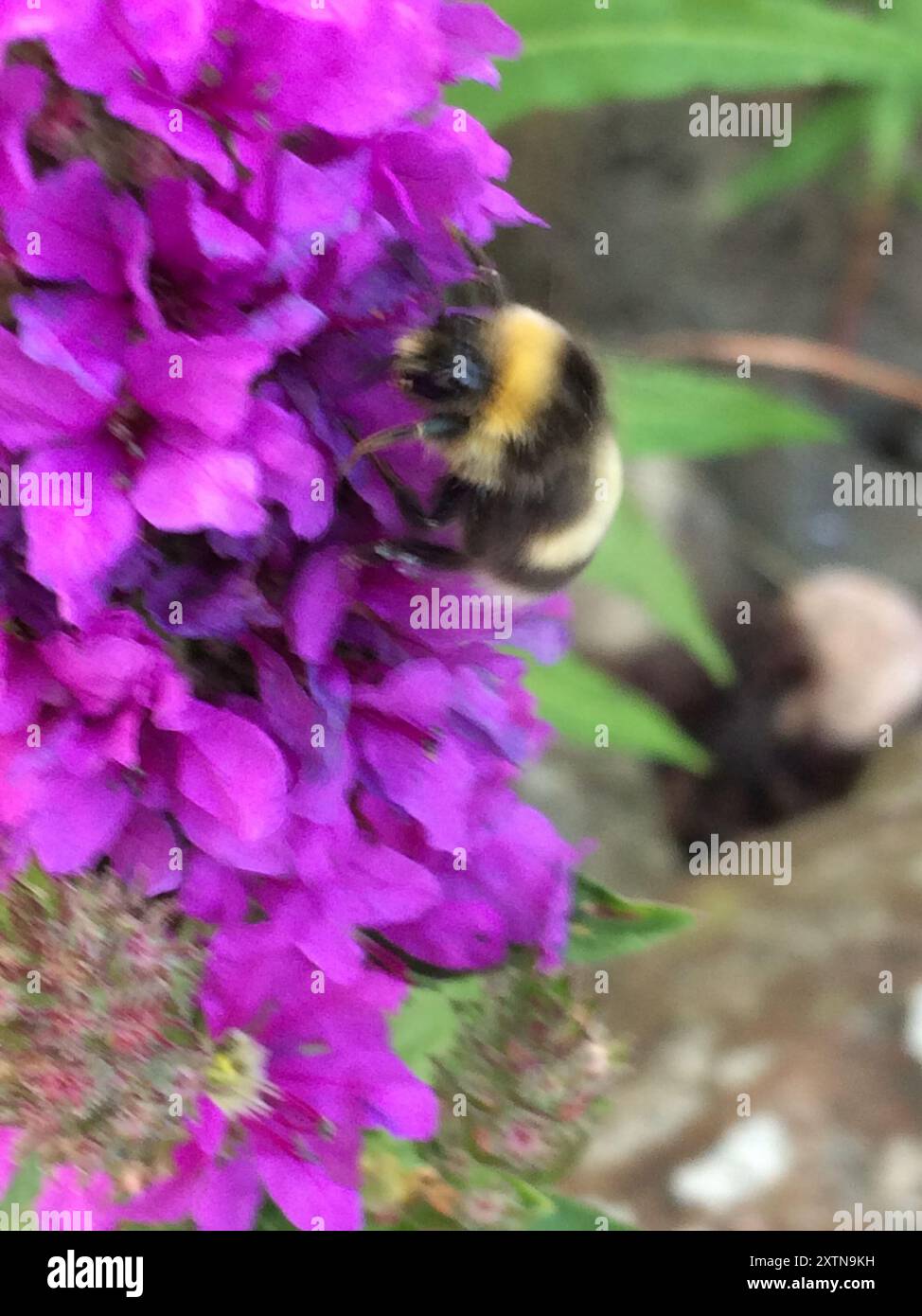 White-tailed Bumble Bee (Bombus lucorum) Insecta Stock Photo - Alamy