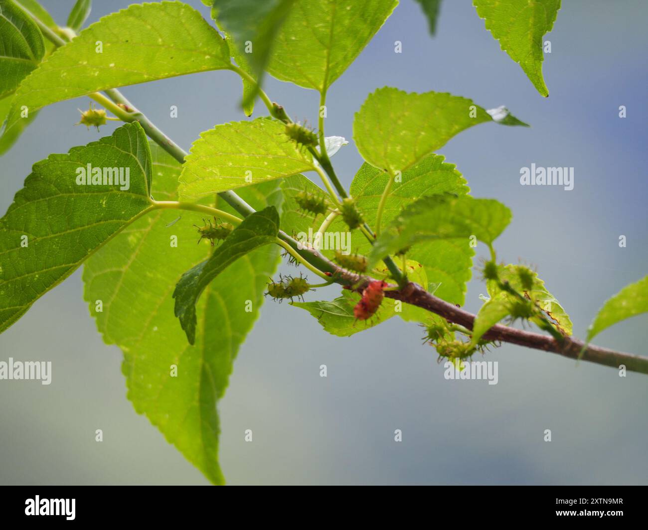 Korean mulberry (Morus indica) Plantae Stock Photo - Alamy