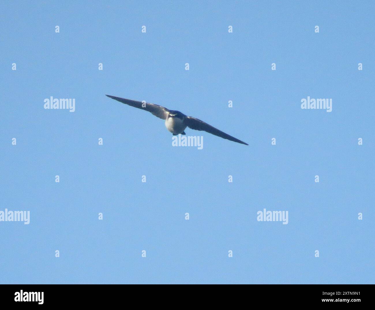 White-rumped Swallow (Tachycineta leucorrhoa) Aves Stock Photo - Alamy