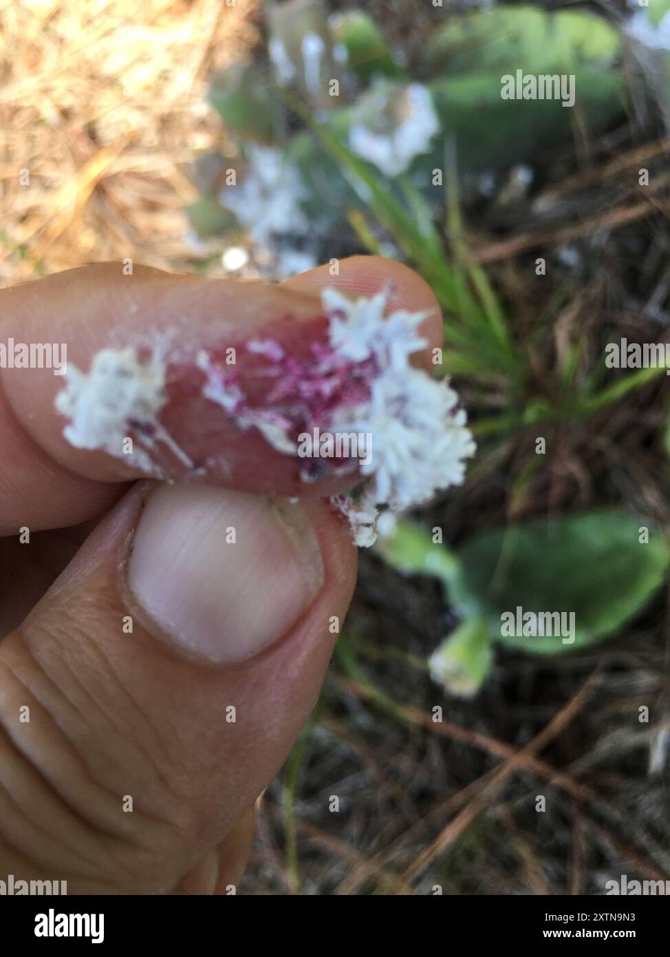 Cochineal Scale Bugs (Dactylopius) Insecta Stock Photo - Alamy