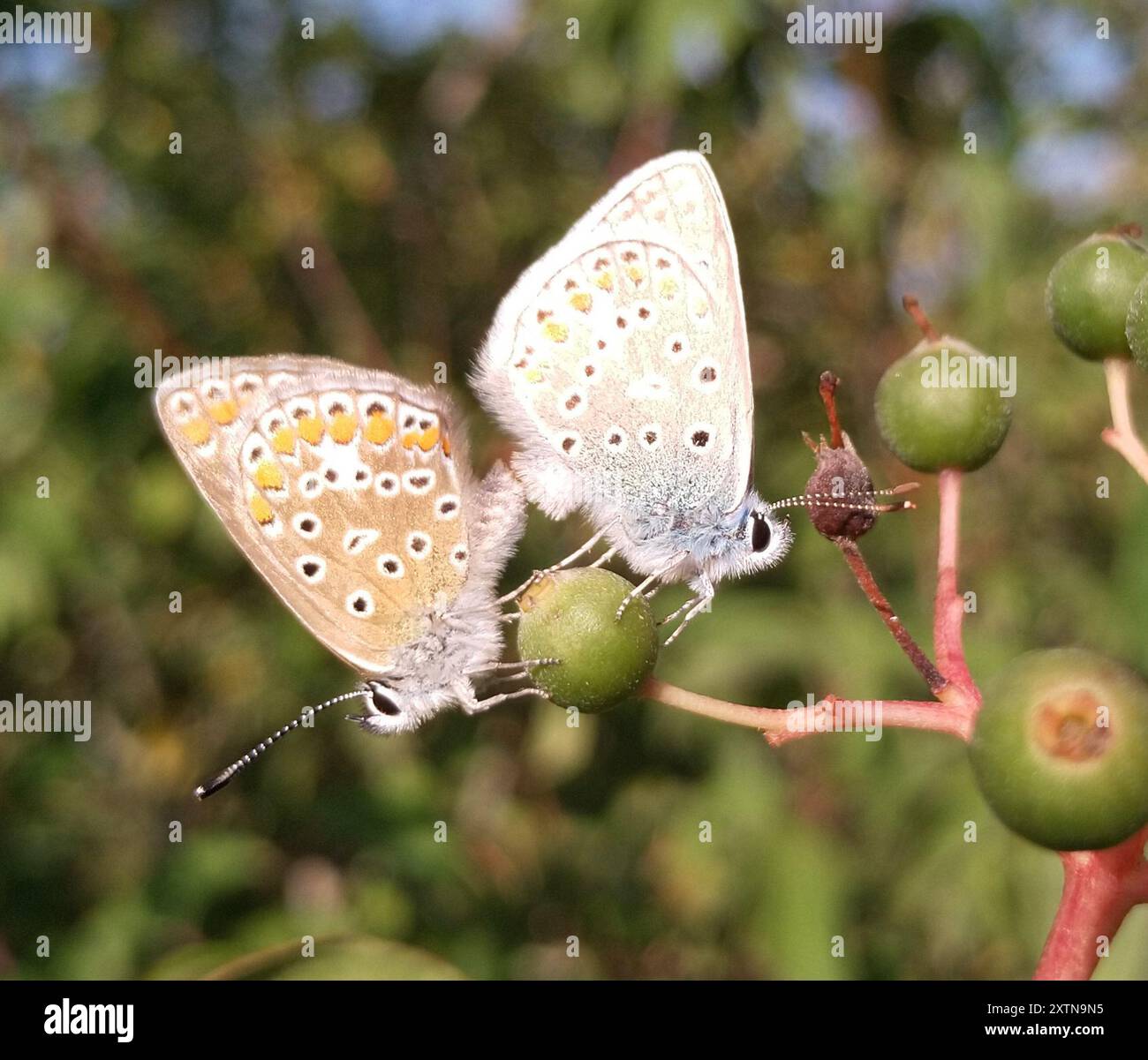 Common Blue (Polyommatus icarus) Insecta Stock Photo - Alamy