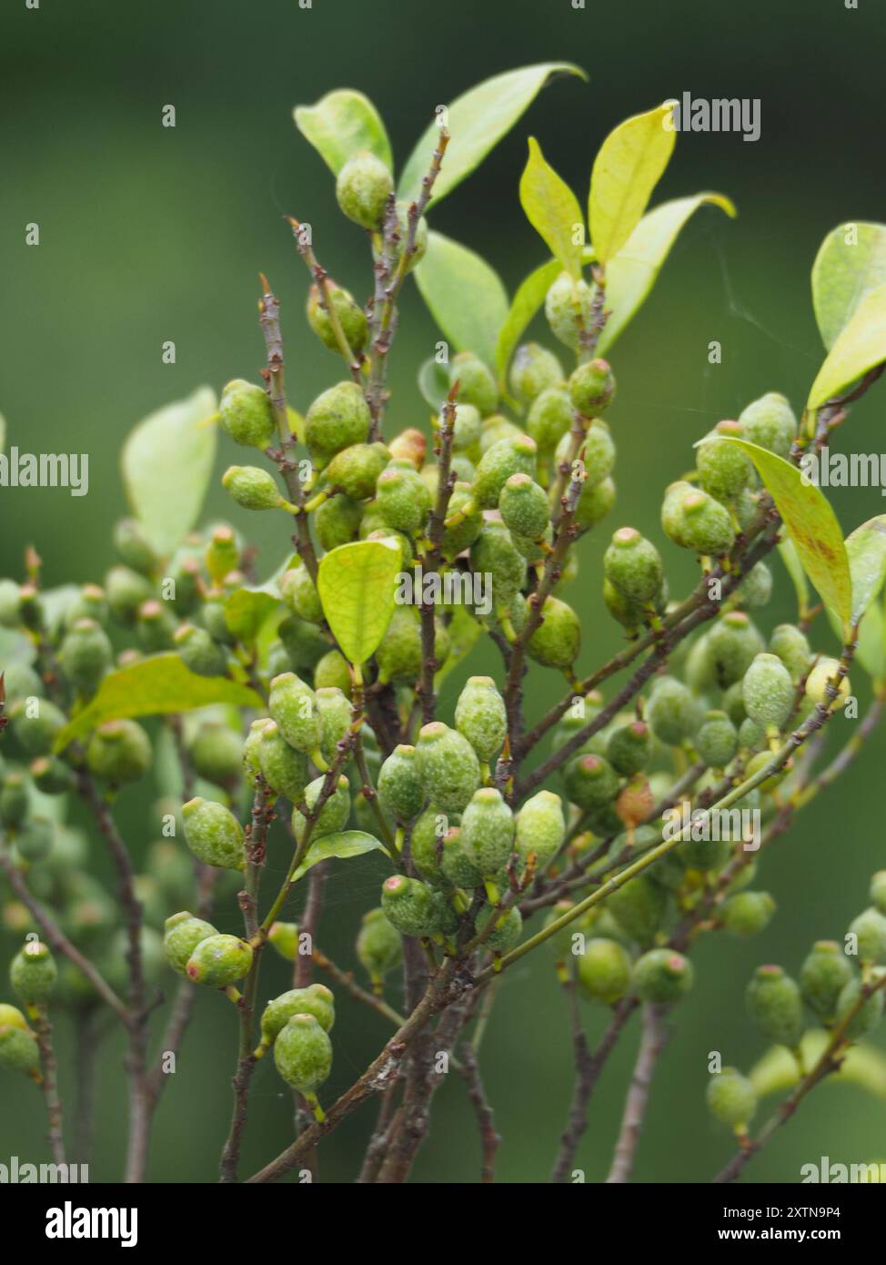 (Ficus formosana) Plantae Stock Photo - Alamy