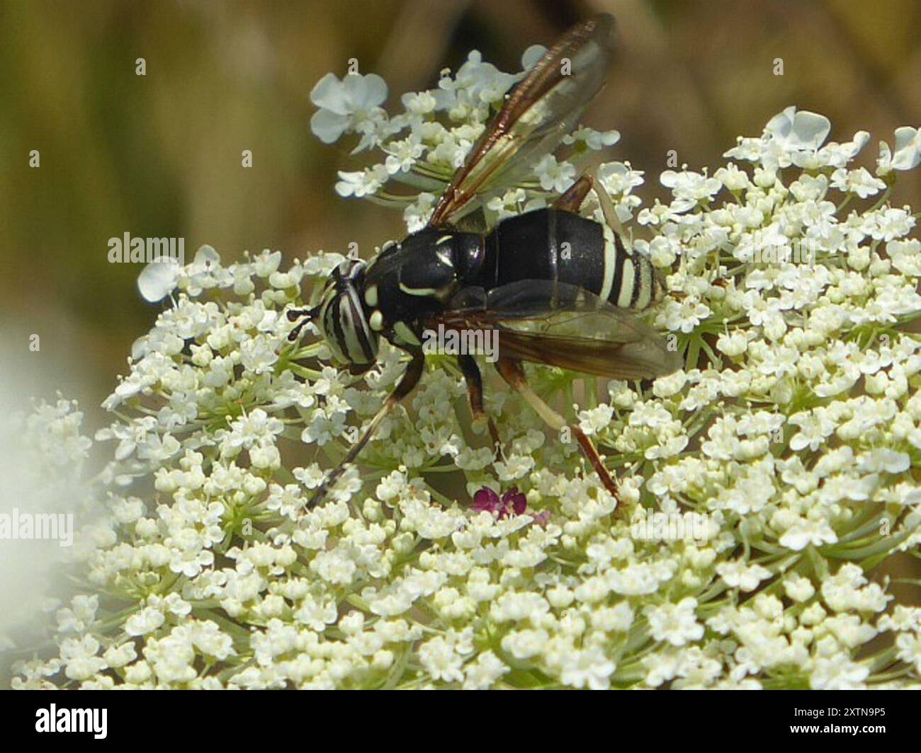 Bald-faced Hornet Fly (Spilomyia fusca) Insecta Stock Photo - Alamy
