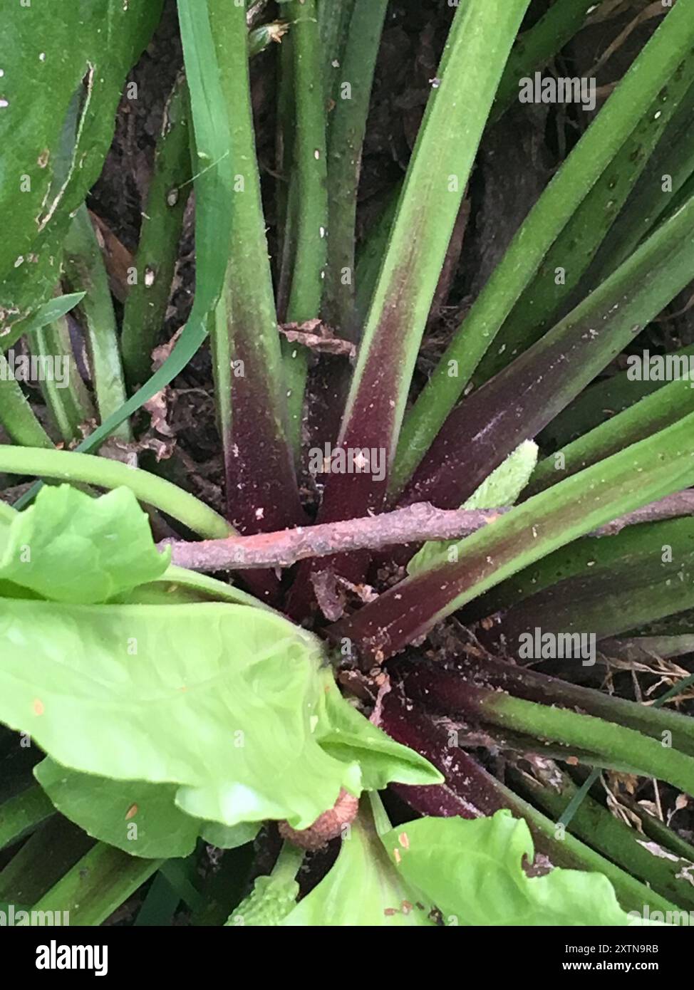 American plantain (Plantago rugelii) Plantae Stock Photo - Alamy