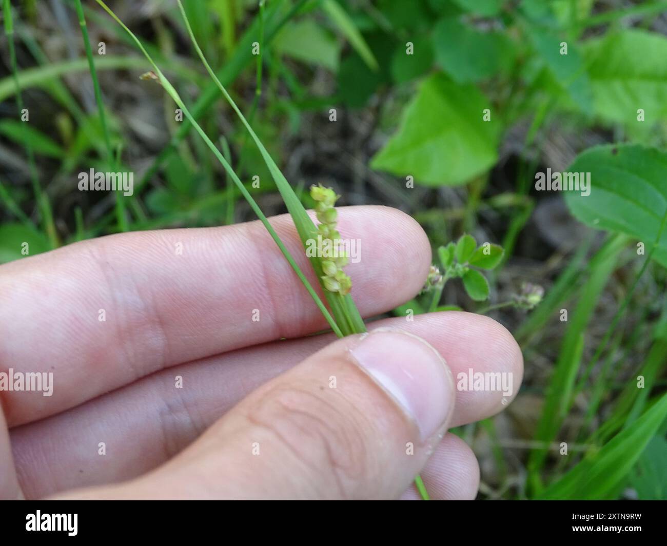 golden sedge (Carex aurea) Plantae Stock Photo - Alamy