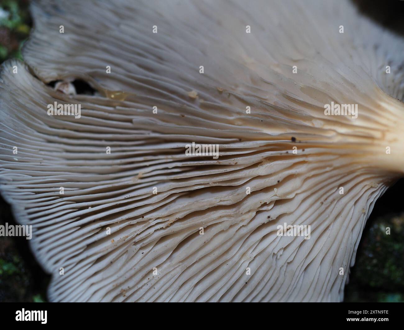(Pleurotus purpureo-olivaceus) Fungi Stock Photo - Alamy
