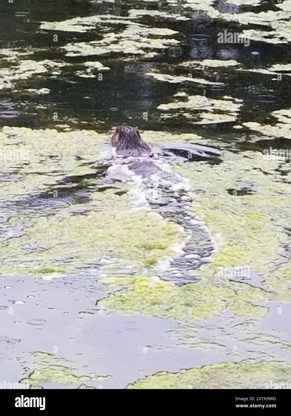 American Beaver (Castor canadensis) Mammalia Stock Photo - Alamy
