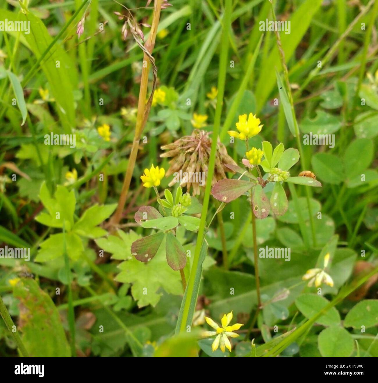 Lesser hop trefoil (Trifolium dubium) Plantae Stock Photo - Alamy